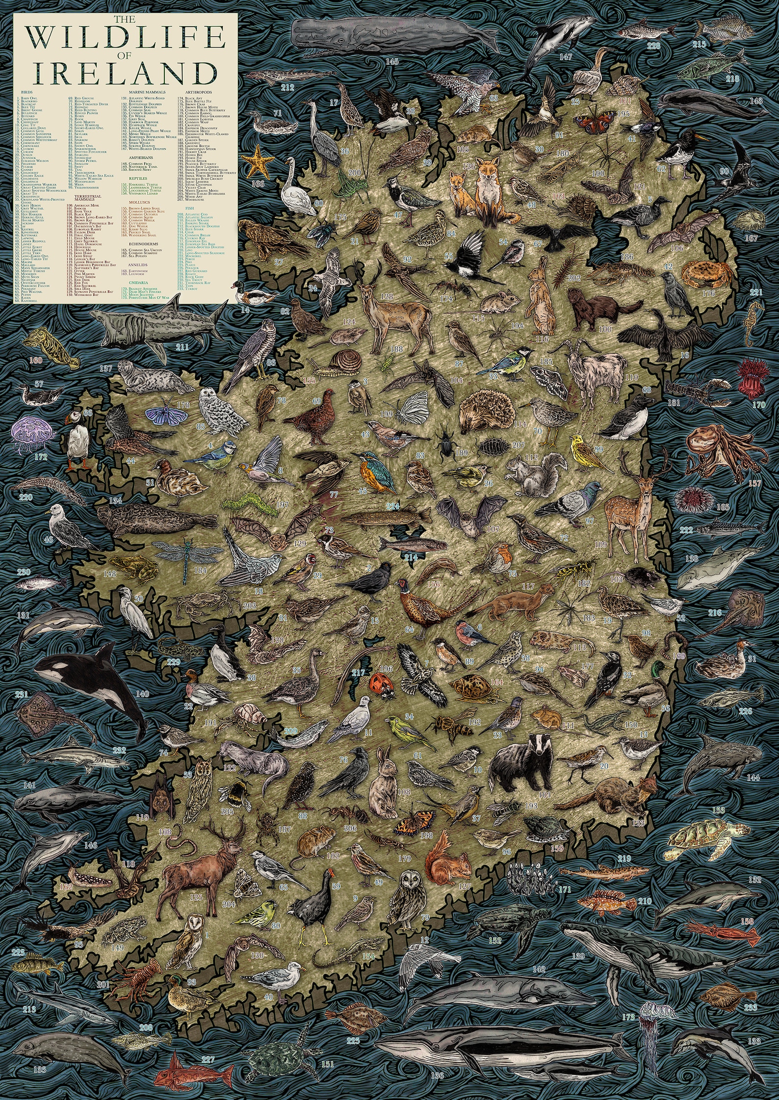 Wildlife of Ireland Map / Hand-illustrated Educational Poster / Map ...