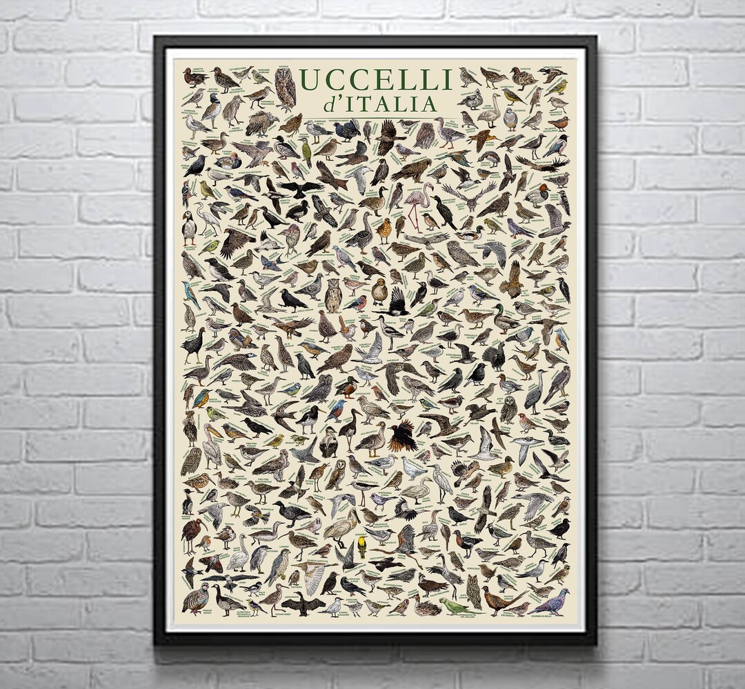 The Birds of Italy / Uccelli D'italia - Wildlife Educational Poster - Etsy