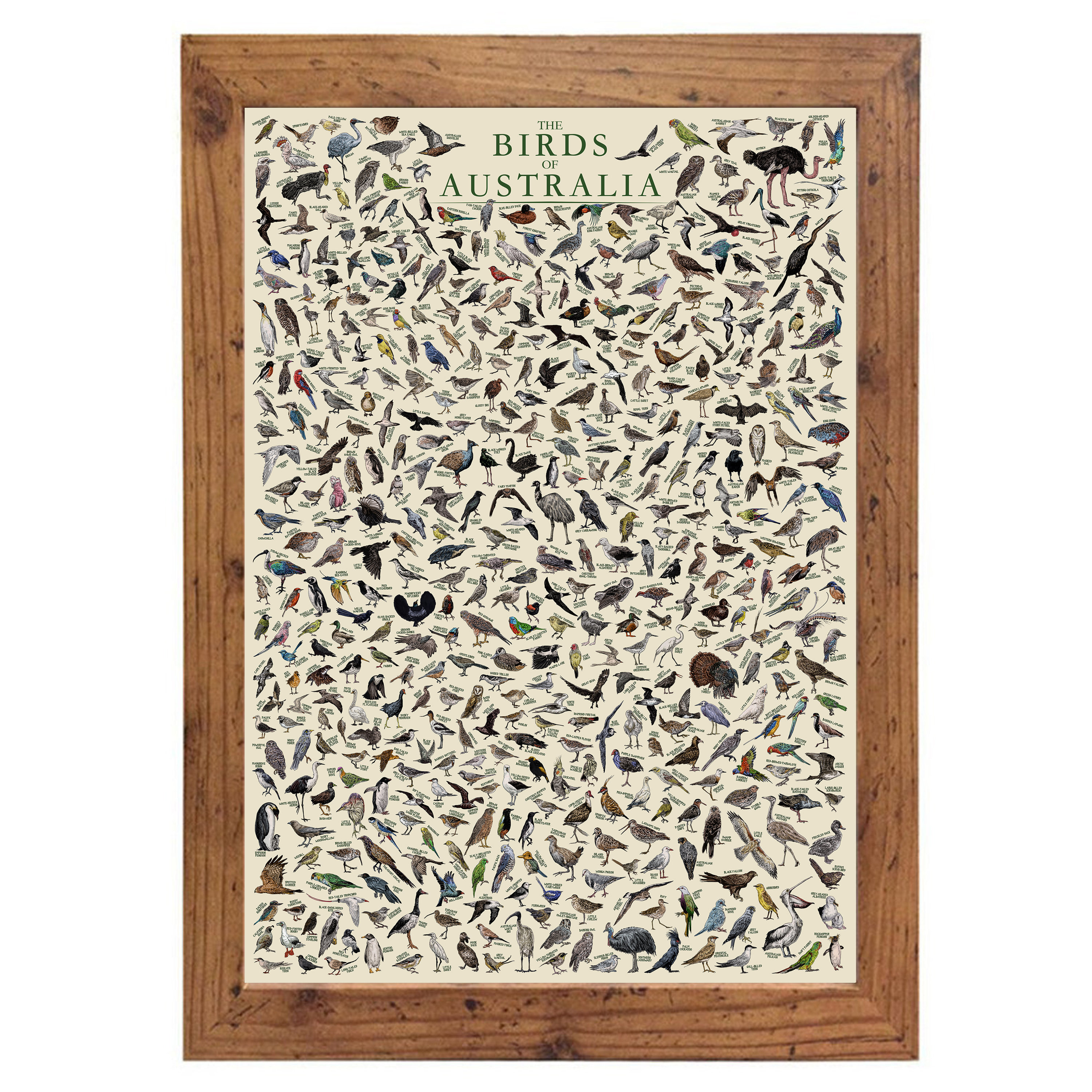The Birds of Australia - Hand-illustrated / Wildlife Educational Poster ...