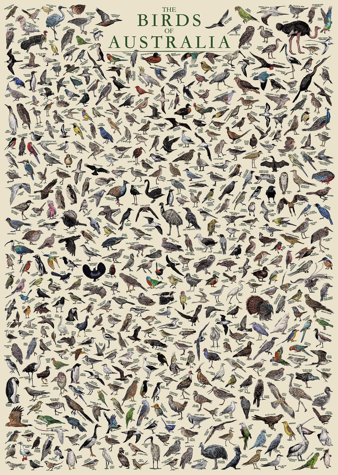 The Birds of Australia - Hand-illustrated / Wildlife Educational Poster ...