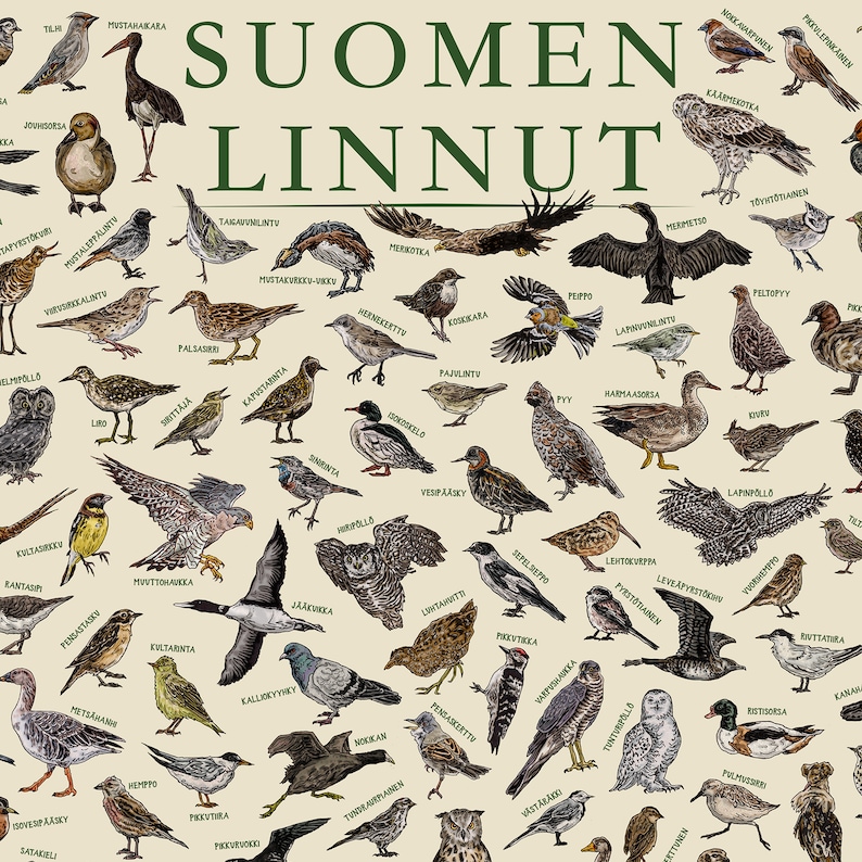 The Birds of Finland (suomen Linnut) - Hand-illustrated / Finish ...
