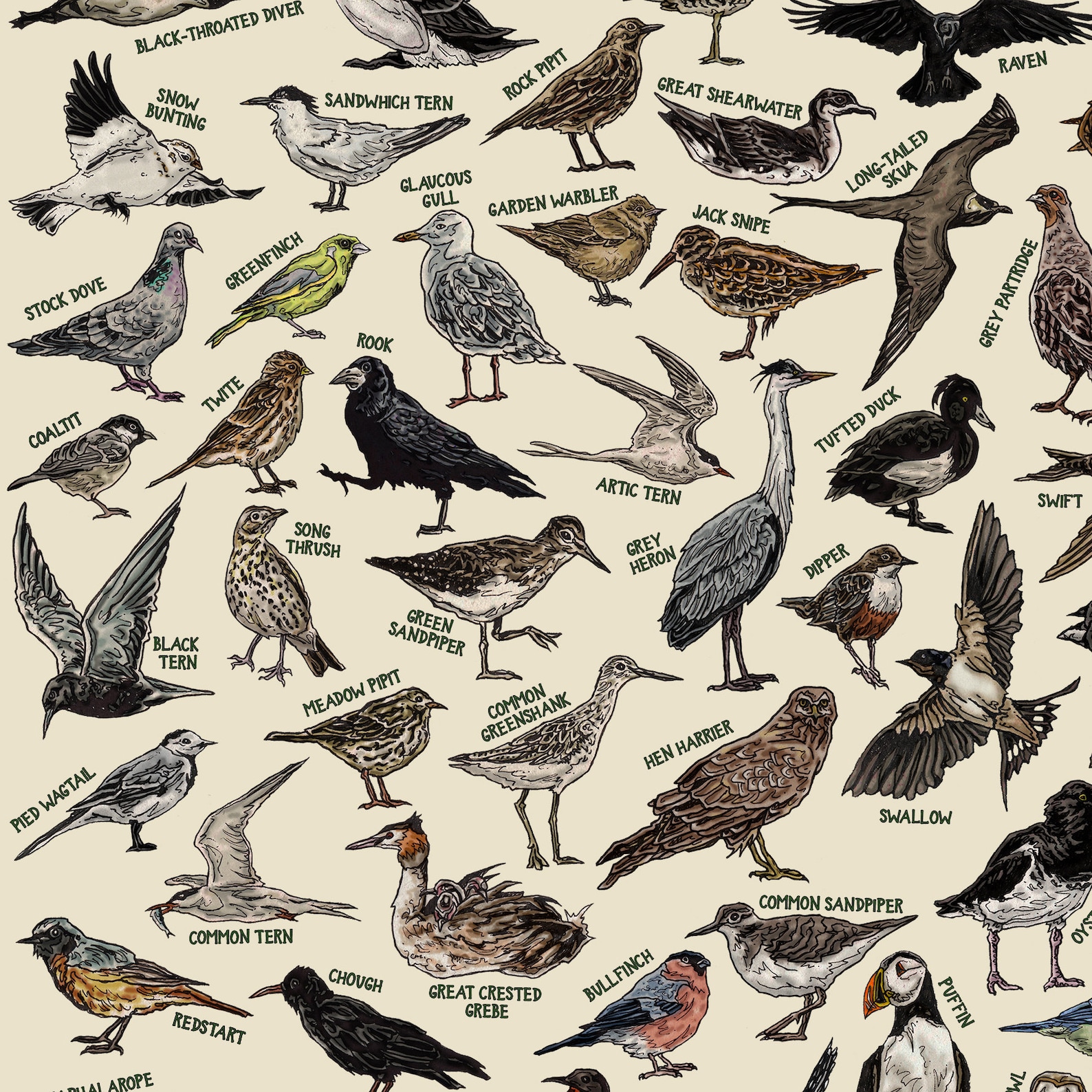 The Birds of Ireland Hand-illustrated / Irish Wildlife | Etsy