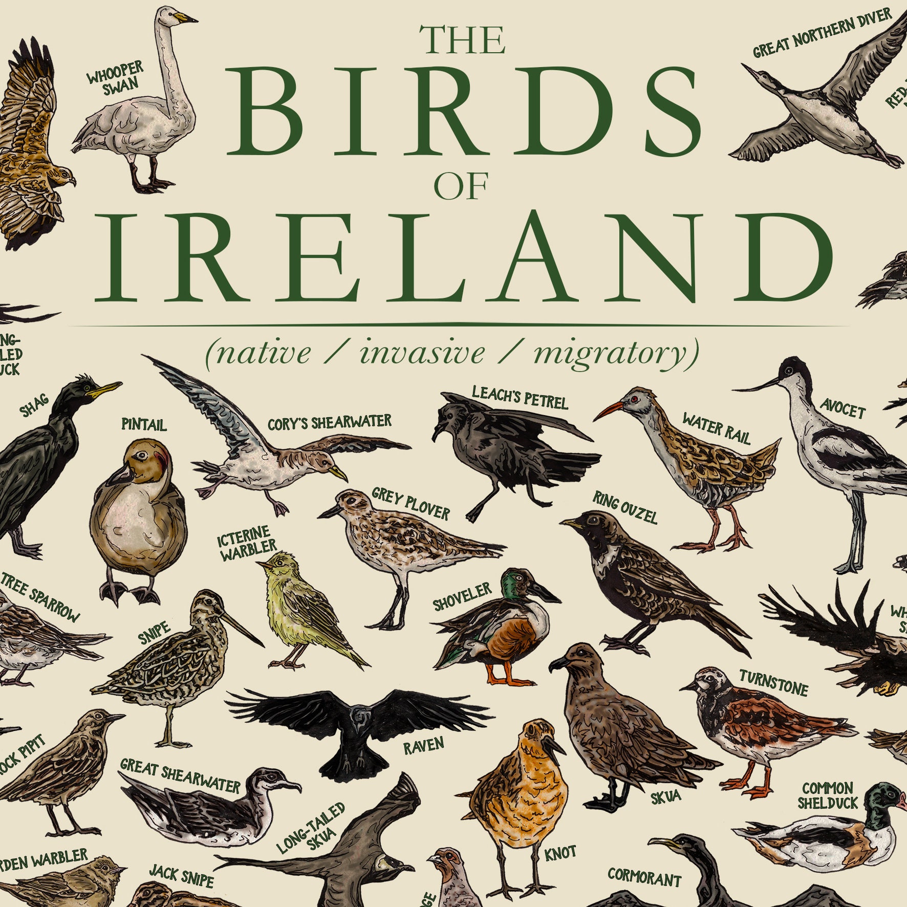 The Birds of Ireland - Hand-illustrated / Irish Wildlife Educational ...