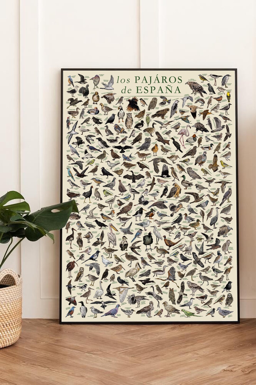 The Birds of Spain / Los Pájaros De España - Wildlife Educational ...