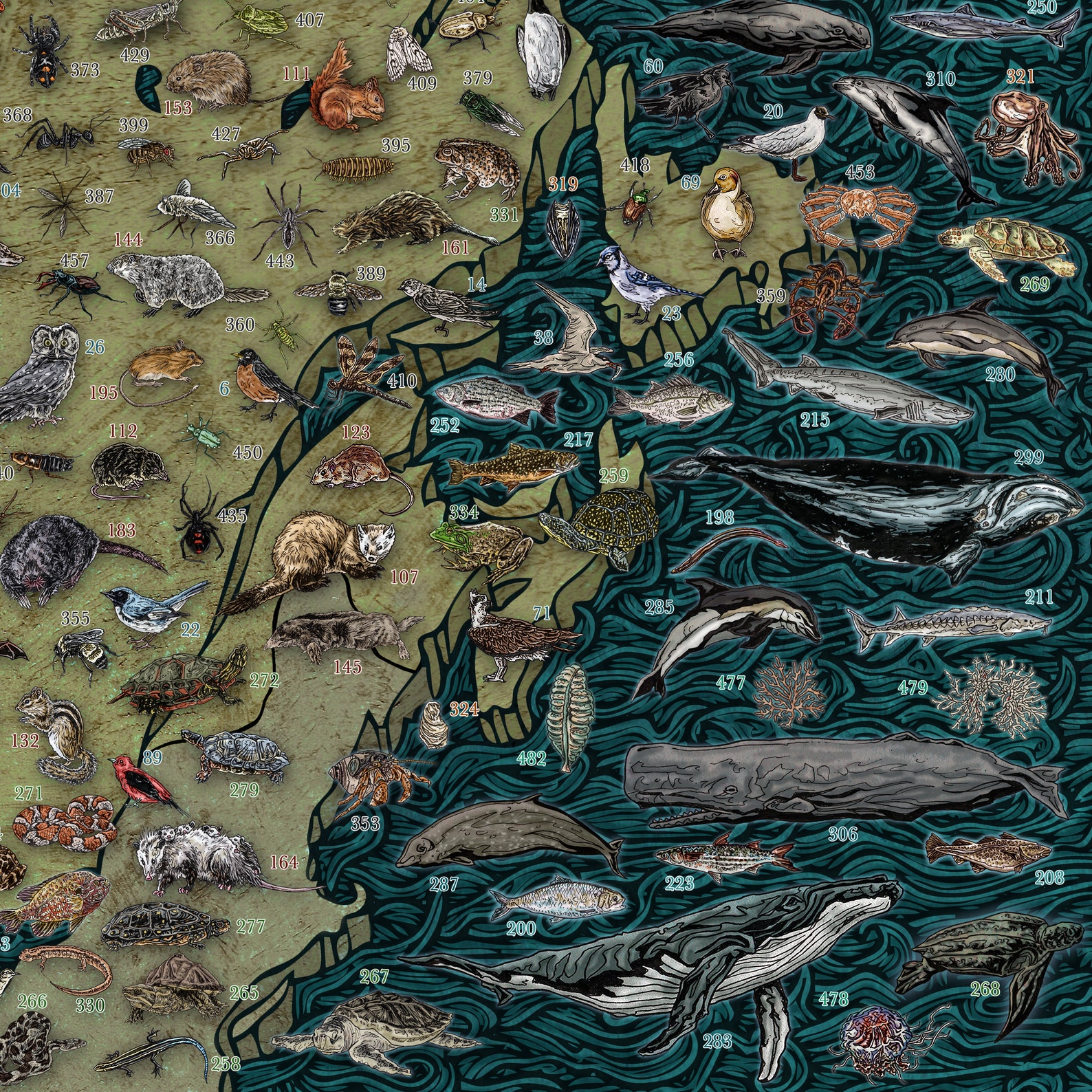 Wildlife of Canada Map Hand-illustrated Educational Poster | Etsy