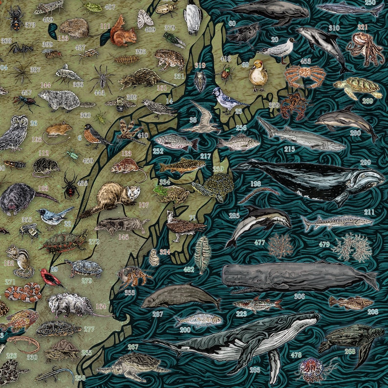 Wildlife of Canada Map - Hand-illustrated Educational Poster Art Print ...