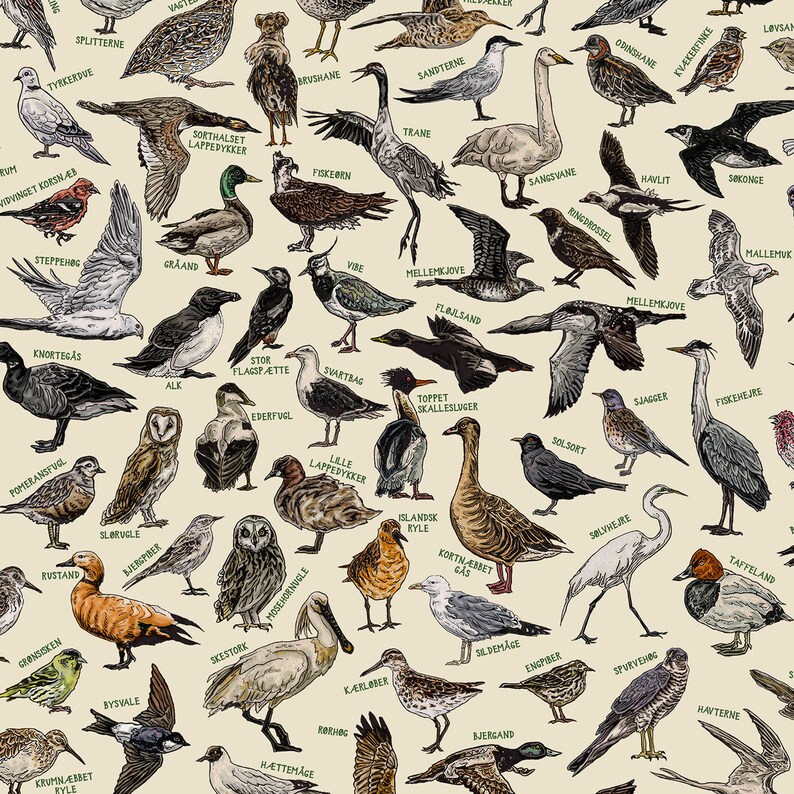 The Birds of Denmark (danmarks Fugle) - Hand-illustrated / Swedish ...