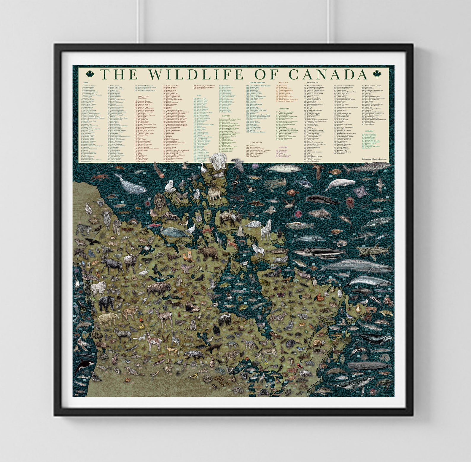 Wildlife of Canada Map - Hand-illustrated Educational Poster Art Print ...