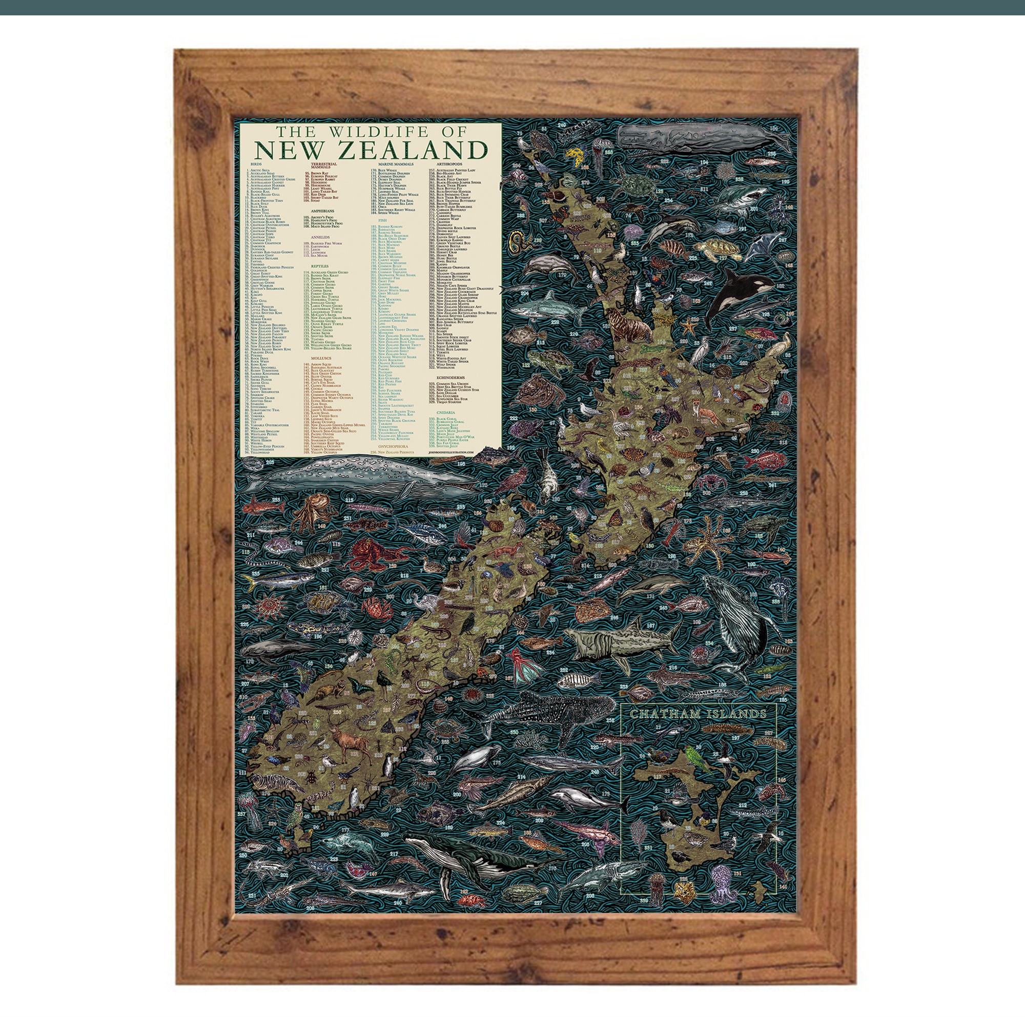 Wildlife of New Zealand Map / Hand-illustrated Educational Poster / Map ...