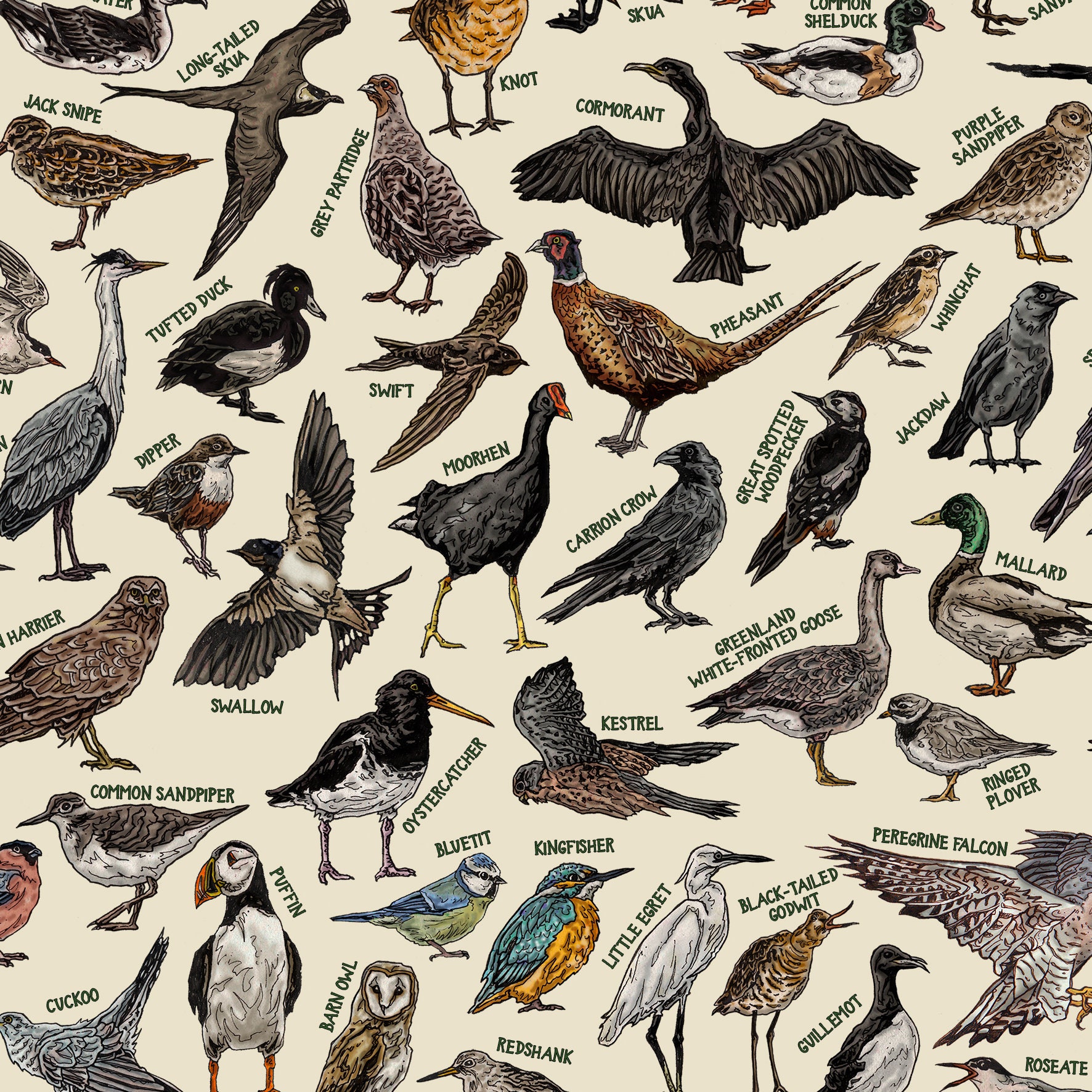 The Birds of Ireland Hand-illustrated / Irish Wildlife | Etsy