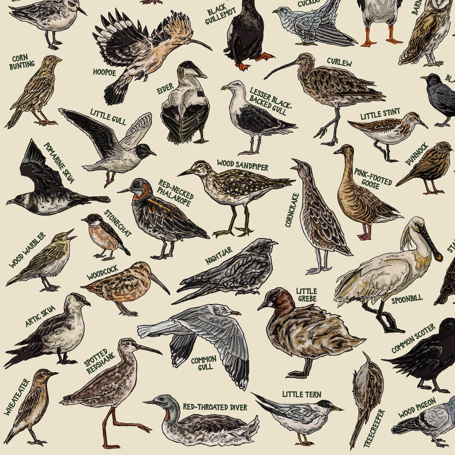 The Birds of Ireland Hand-illustrated / Irish Wildlife | Etsy