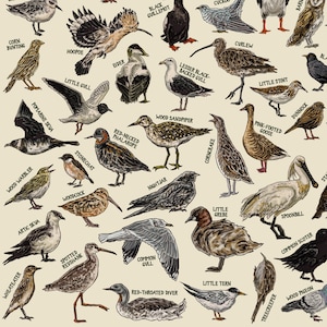 The Birds of Ireland - Hand-illustrated / Irish Wildlife Educational ...