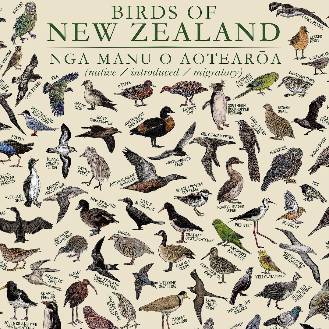 The Birds of New Zealand Hand-illustrated / Kiwi Wildlife - Etsy