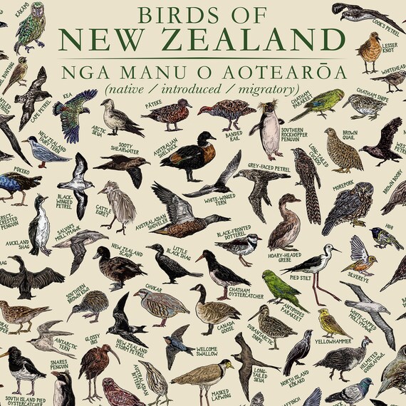 The Birds of New Zealand Hand-illustrated / Kiwi Wildlife | Etsy
