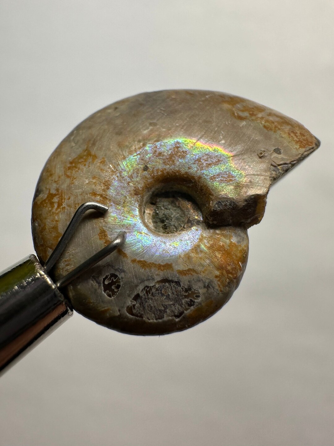 Iridescent Rainbow AMMONITE Fossil Mesozoic Era Natural Beauty - Etsy