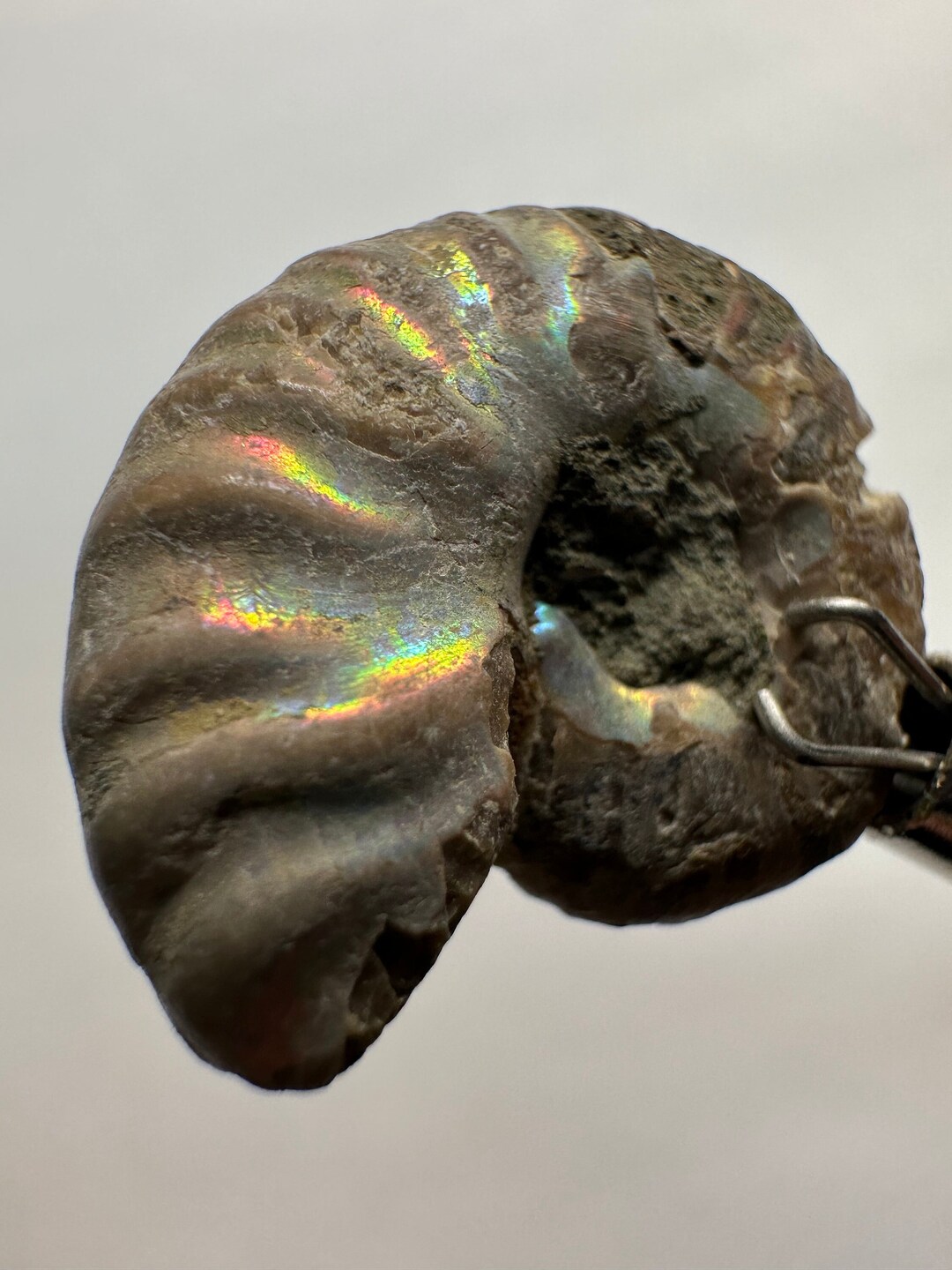 Iridescent Rainbow AMMONITE Fossil - Mesozoic Era Natural Beauty - Etsy