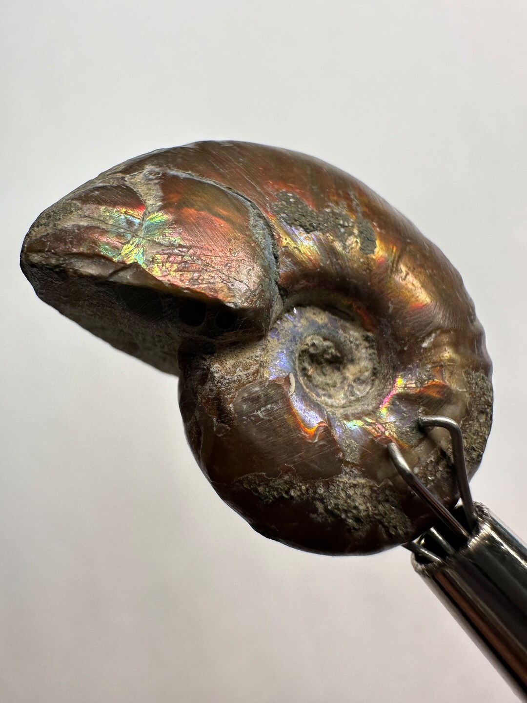 Iridescent Rainbow AMMONITE Fossil - Mesozoic Era Natural Beauty - Etsy