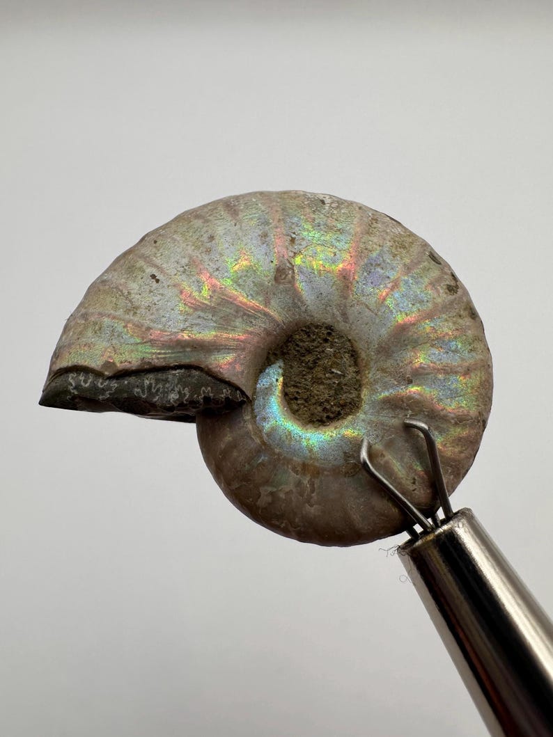 Flashy Iridescent AMMONITE Fossil – Natural Rainbow Shell Specimen - Etsy