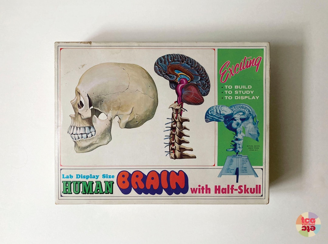 1970s Brain Model Kit, Pyro Plastics, Human Brain W/half Skull, Lab ...
