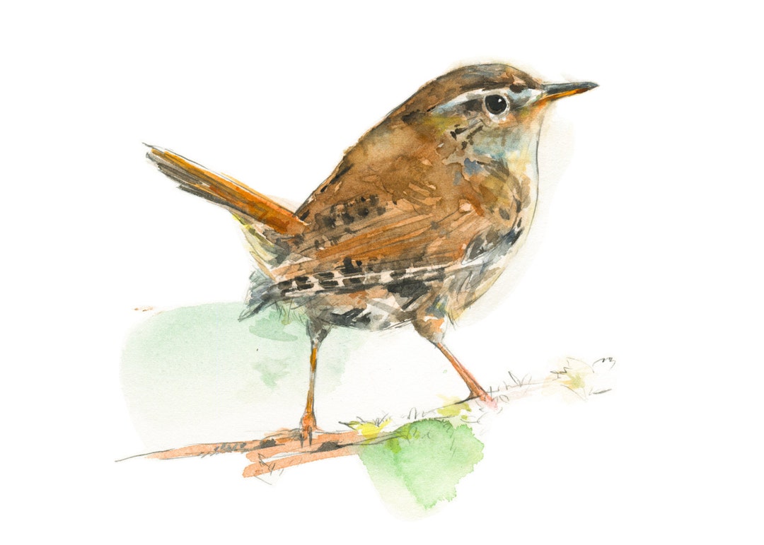 Wren Watercolor Painting - Bird Watercolor Painting - 5x7 Inch Print ...