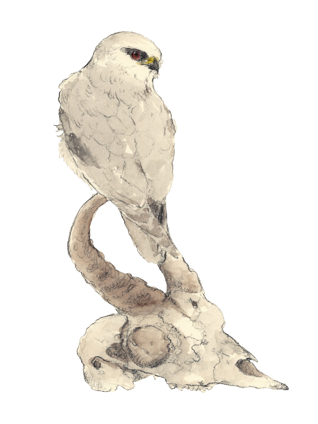 Black-winged Kite & Bull Skull Watercolor Painting – Skull - Bone ...