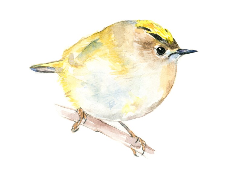 Goldcrest Watercolor Painting Bird Watercolor Painting 5x7 - Etsy