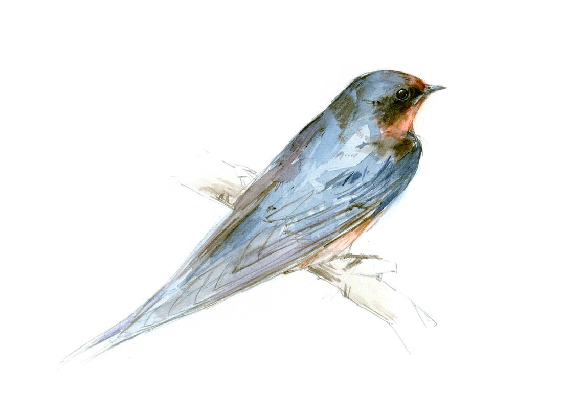 Barn Swallow Watercolor Painting Bird Watercolor Painting - Etsy