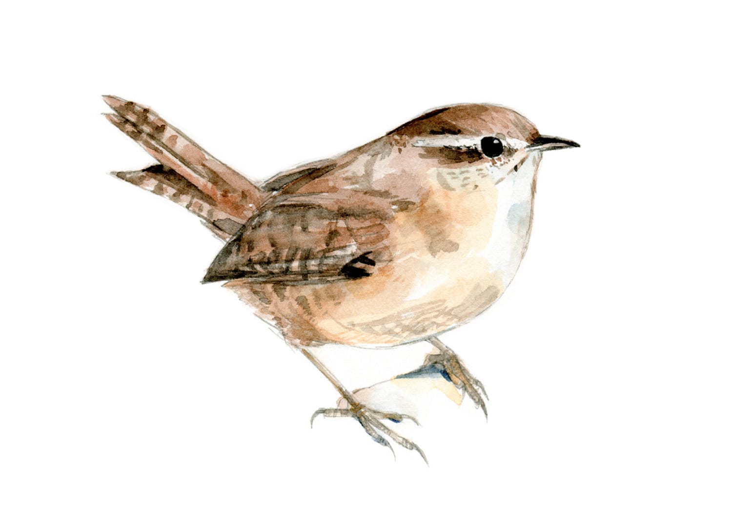 Carolina Wren Watercolor Painting - Bird Watercolor Painting - 5x7 Inch ...