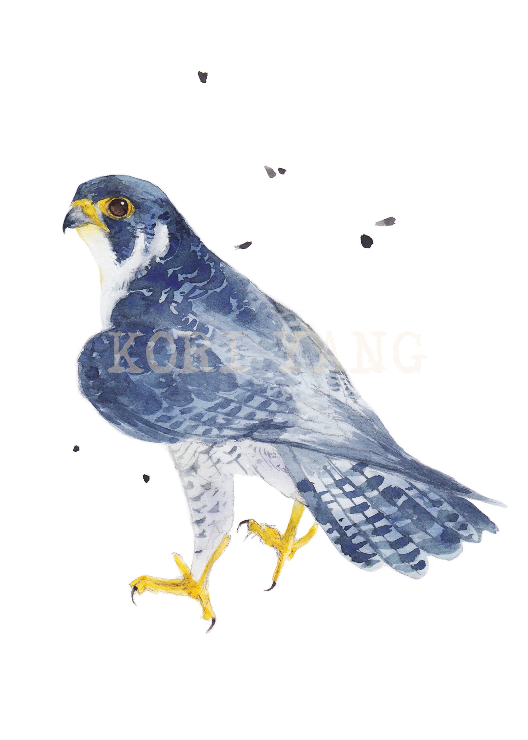 Peregrine Falcon Watercolor Painting Bird Watercolor - Etsy