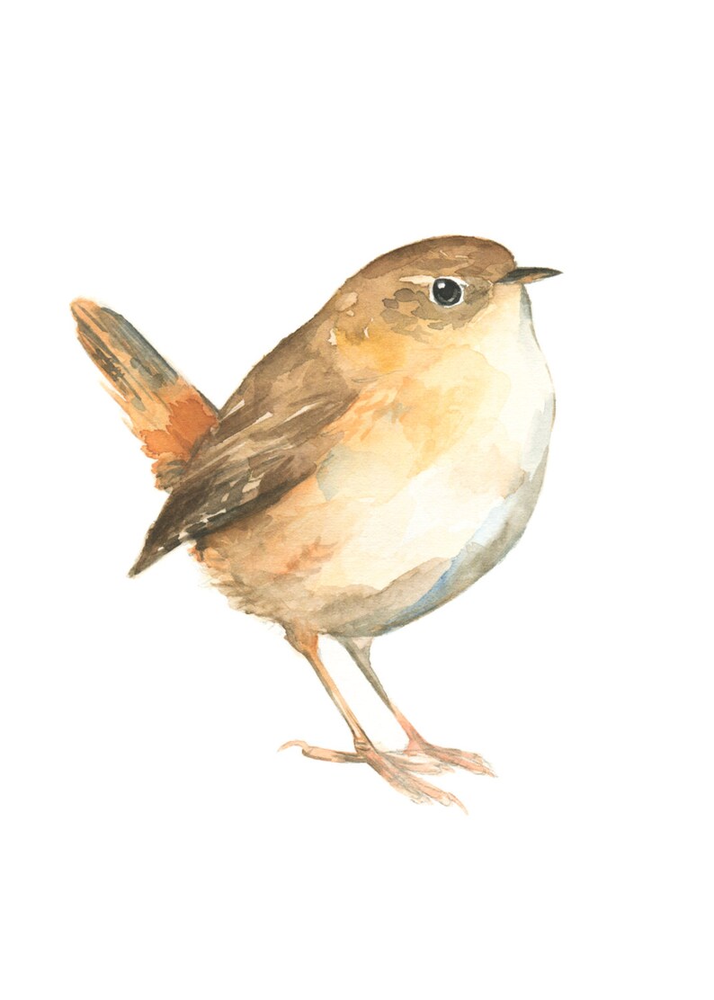 Wren Watercolor Painting - Bird Watercolor Painting - 5x7 Inch Print ...