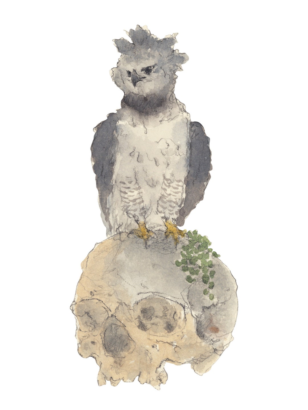 Harpy Eagle & Skull Watercolor Painting – Skull - Bone – 0571 - Etsy