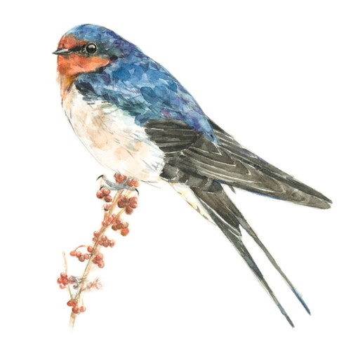 Barn Swallow Watercolor Print Bird Painting - Etsy