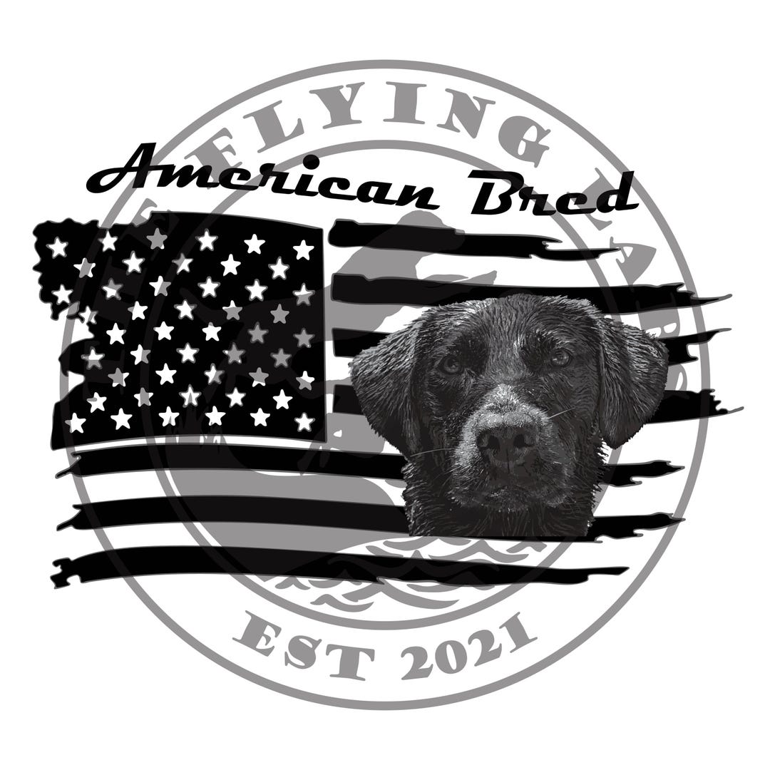 Black Lab - American Bred - Flag SVG, PNG, JPG for Project - Etsy