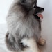 Minicopy Pets Dog Spitz Wolfspitz Animal Pets Mini - Etsy