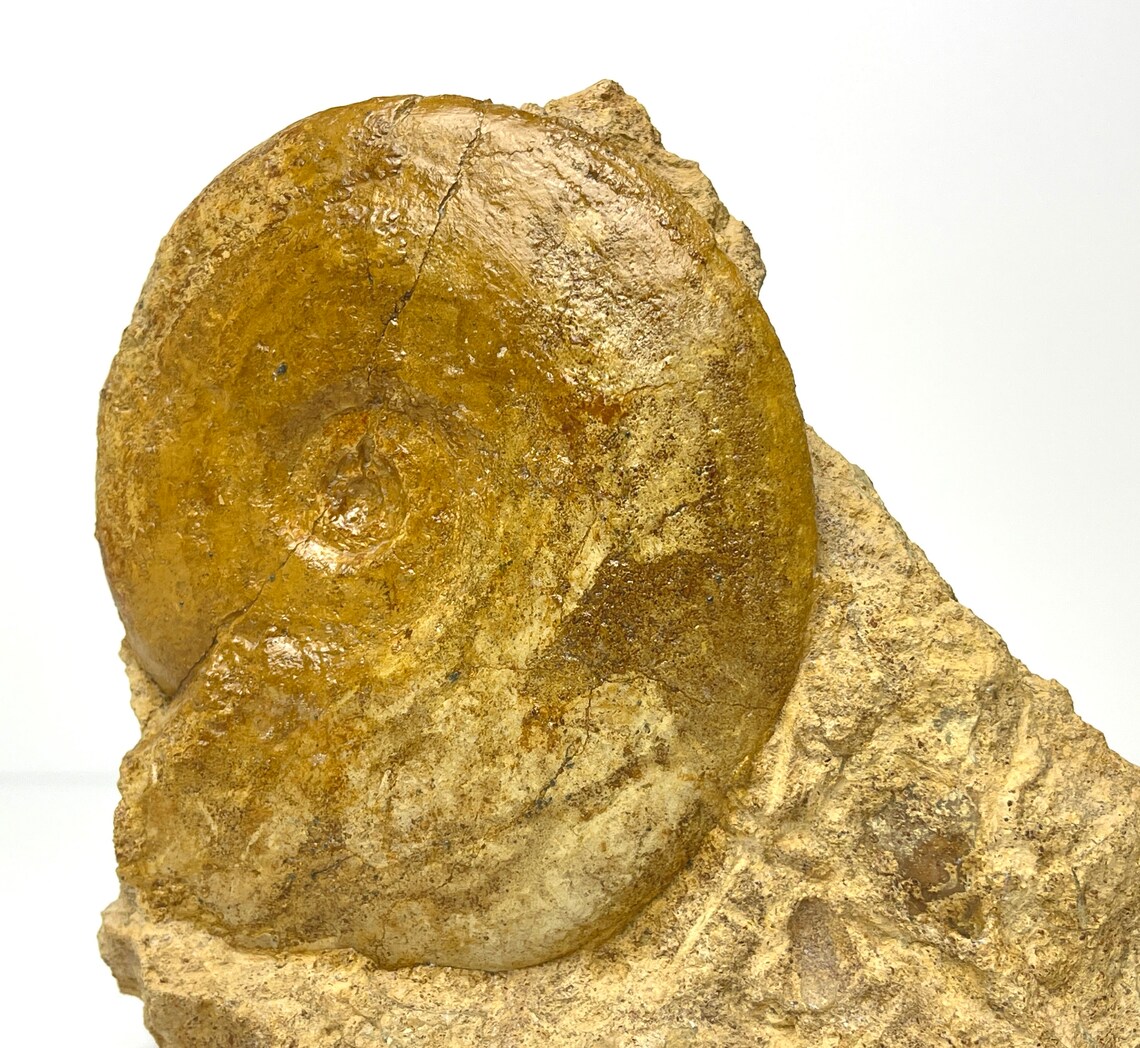 Cephalopod Fossil Ammonite in Matrix, Esericeras Esseri, Urey, Stroud ...