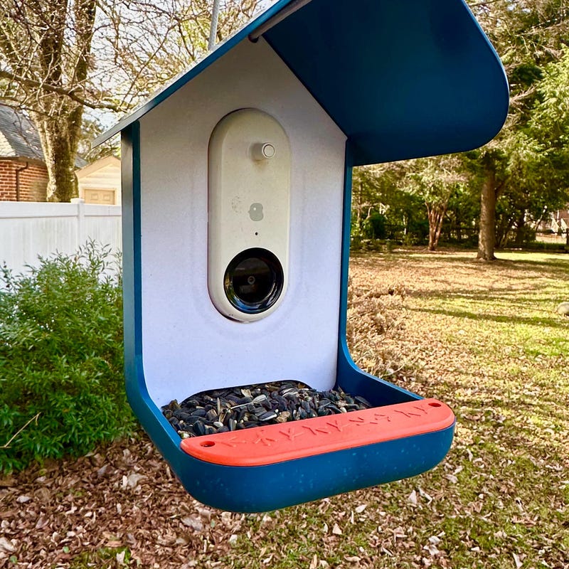 Bird Buddies In - Etsy