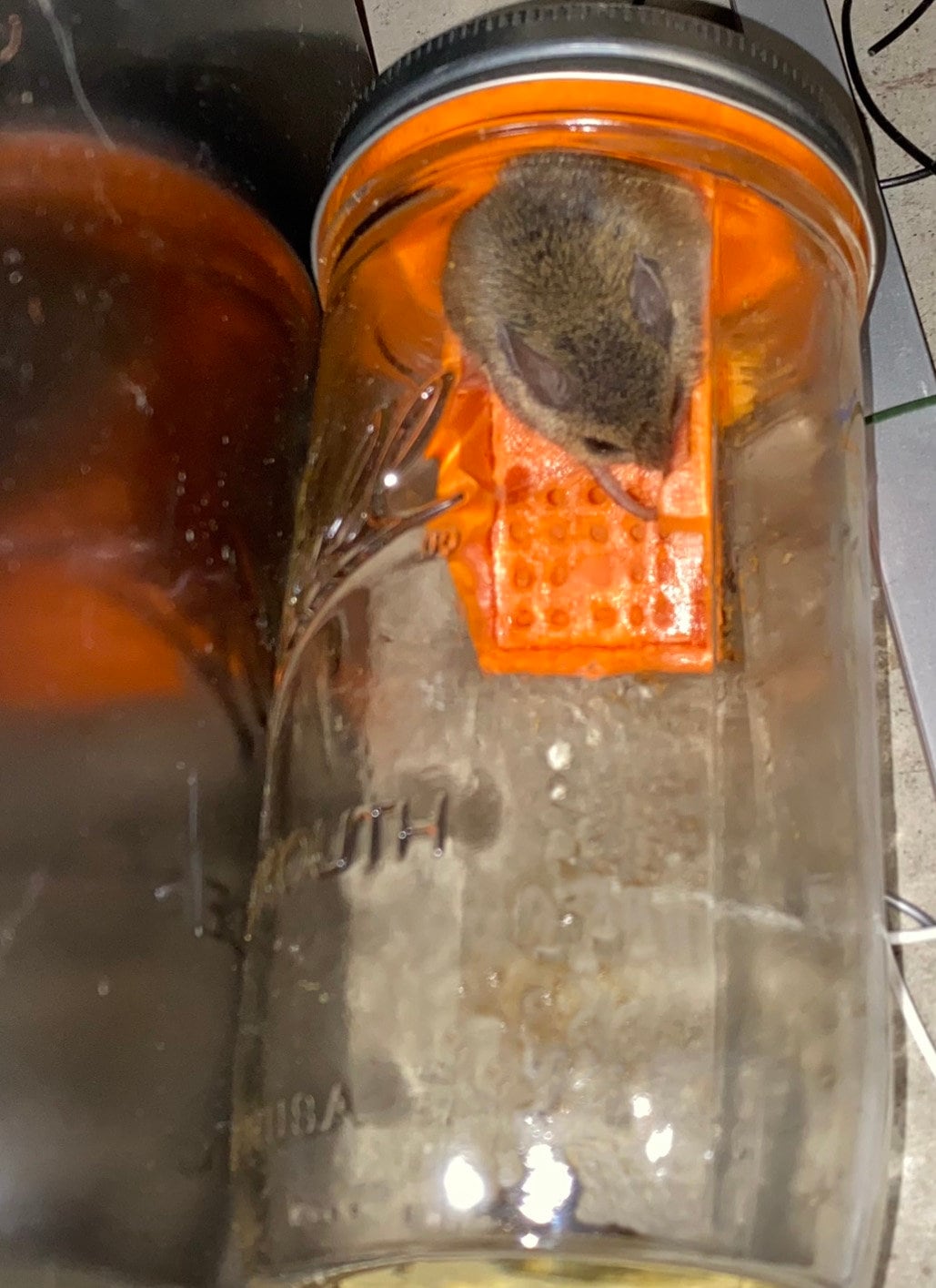 3D Printed Mason Jar Mouse Trap (download) - Etsy