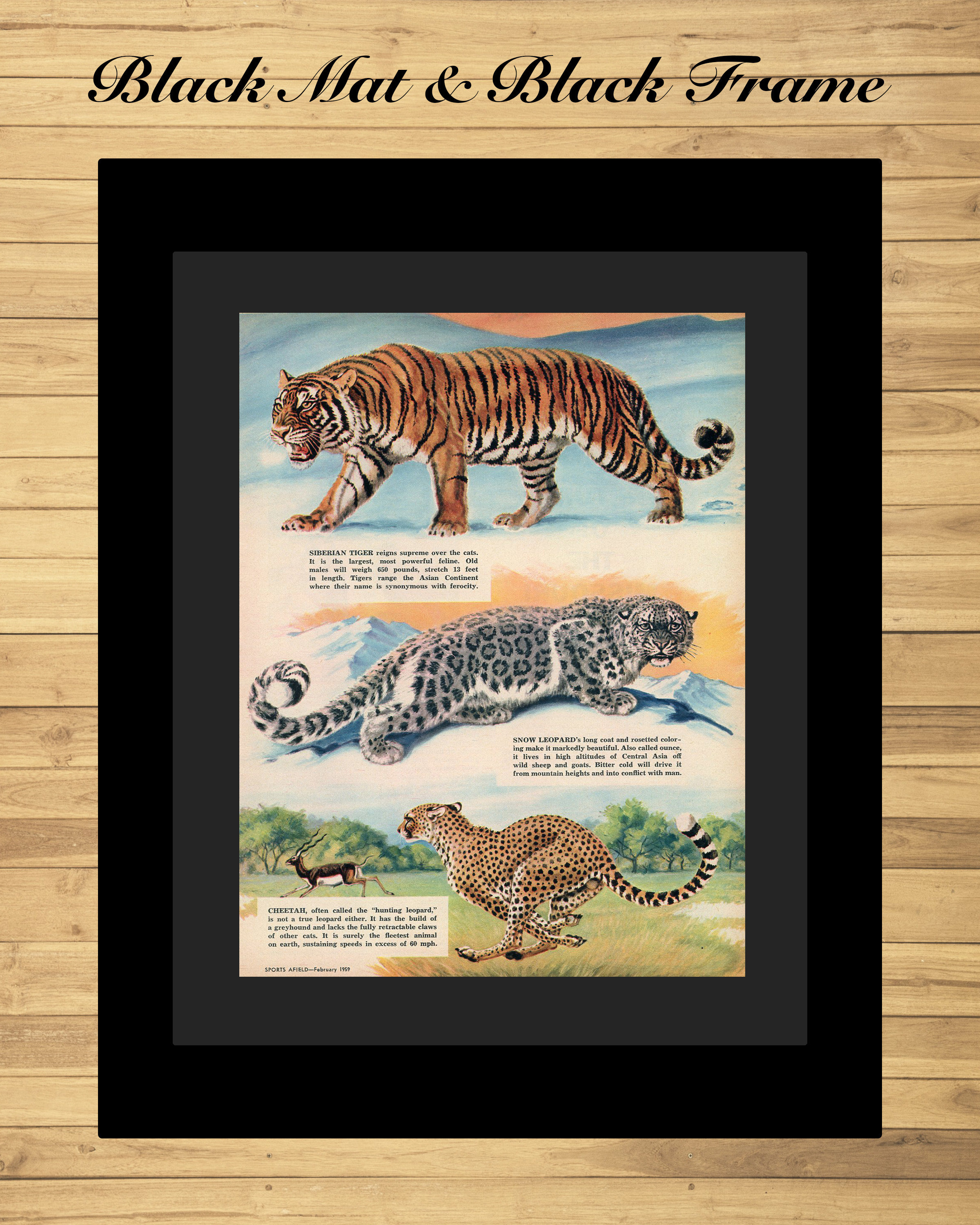 Chinese Black Earth Tiger