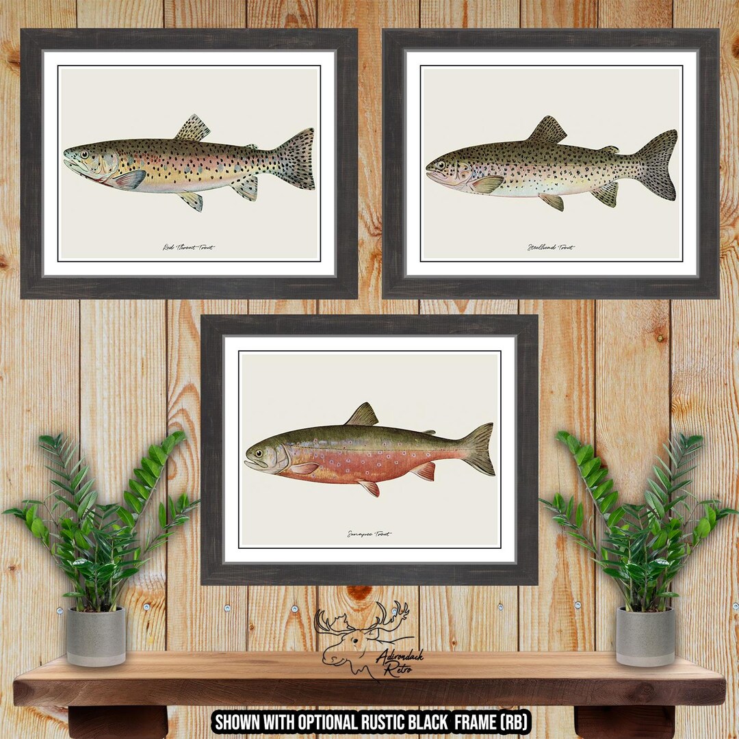 Trout Print Set of 3 - Fly Fisherman Gift - Angler Gift - Trout Posters ...