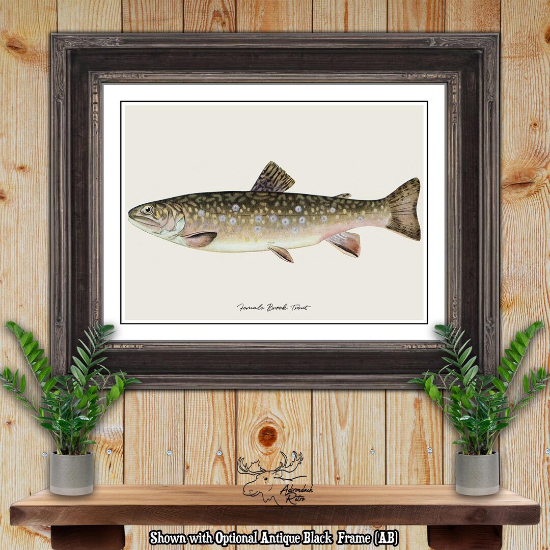 Female Brook Trout Print - Trout Fisherman Gift - Angler Gift - Female ...