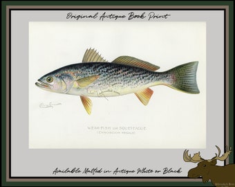 Original Denton Fish Print - Etsy