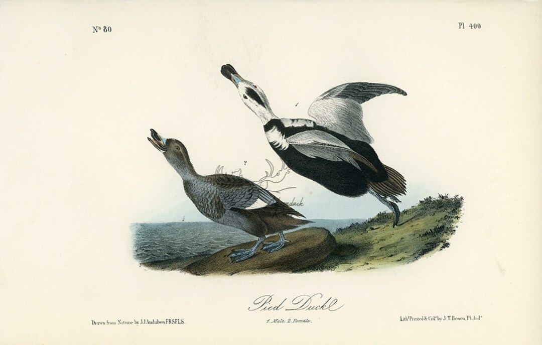 Audubon Pied Duck Plate 400 - Birds of America Royal Octavo AUTHENTIC ...