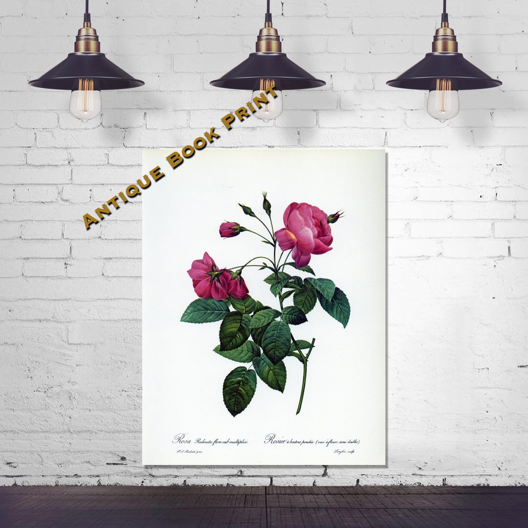 Pink Rose Botanical Print Pink Rose Print Floral Decor - Etsy