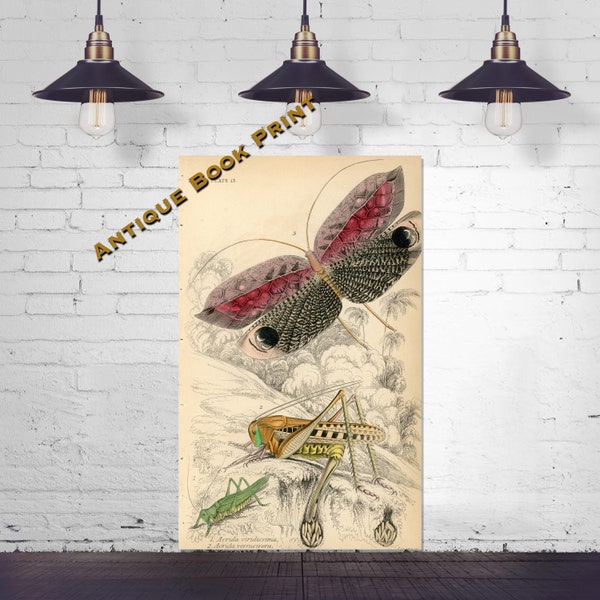 Entomology Print - Etsy