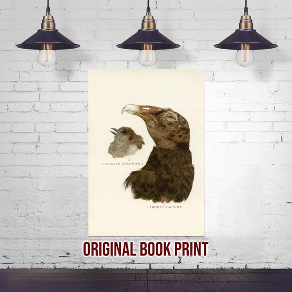 Turkey Vulture Print - Etsy