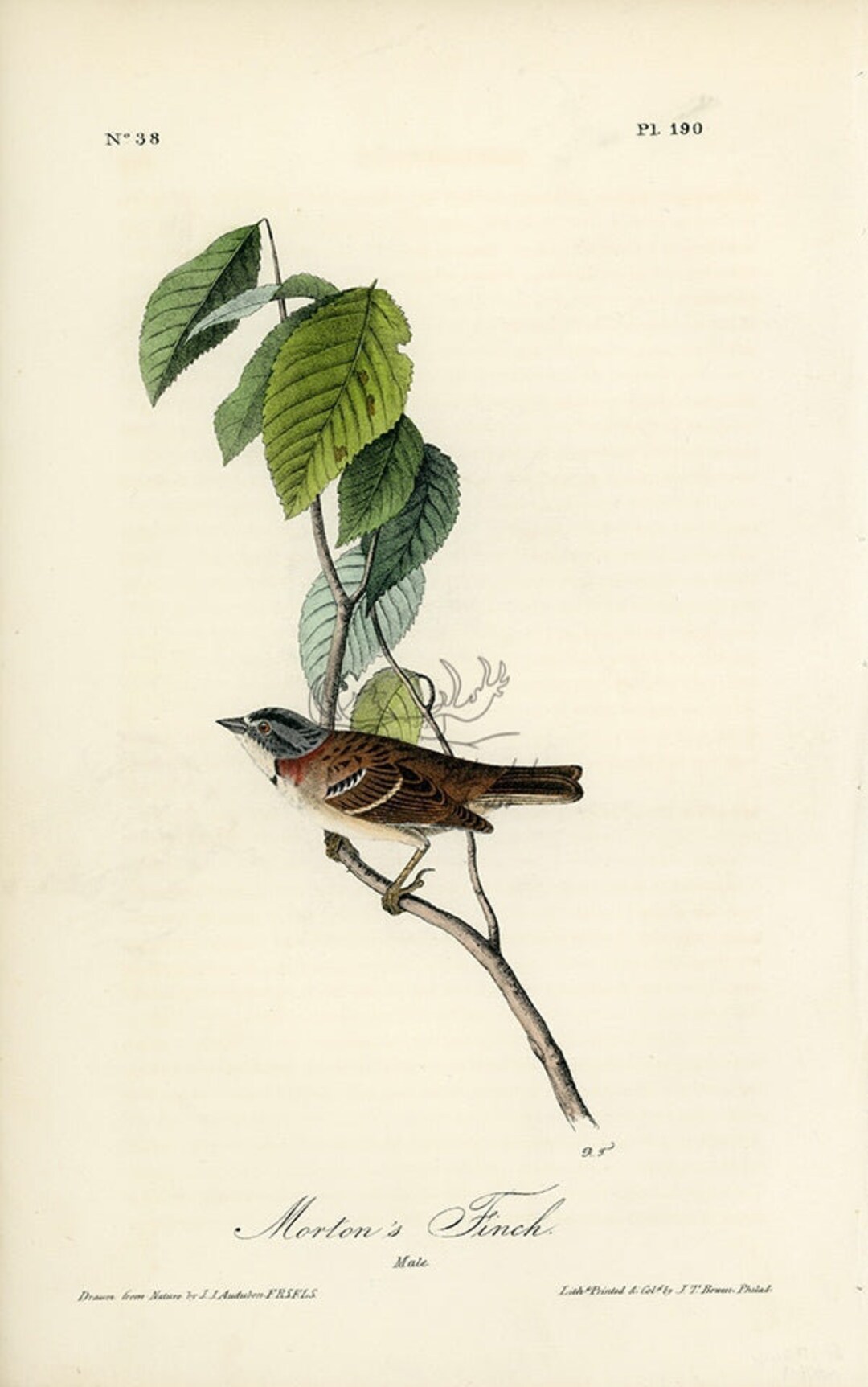 Audubon Morton's Finch Plate 190 - Birds of America Royal Octavo ...
