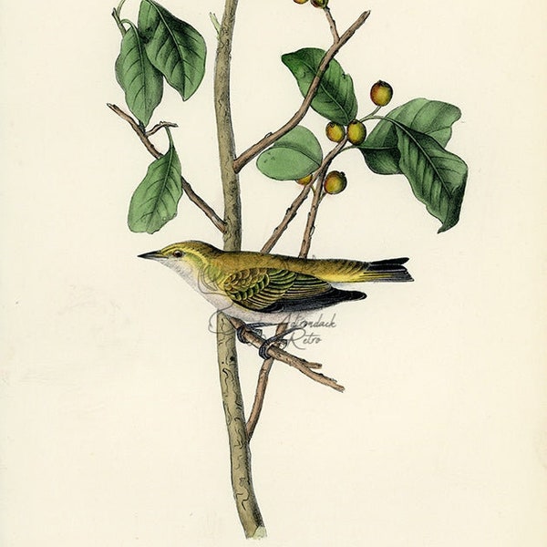 Audubon Bird Print - Etsy