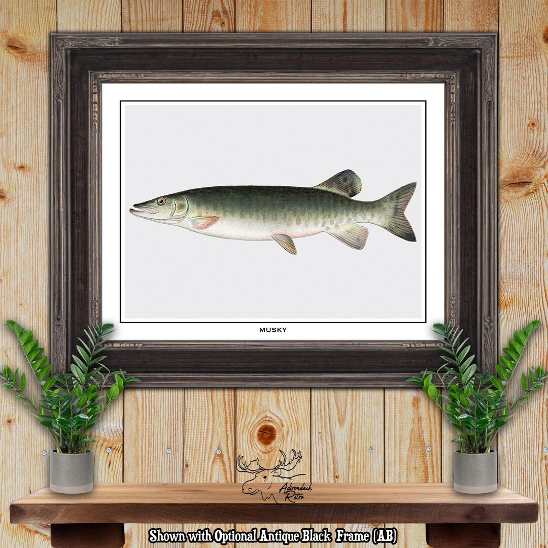Musky Print - Muskie Fisherman Gift - Pike Angler Gift - Muskellunge ...