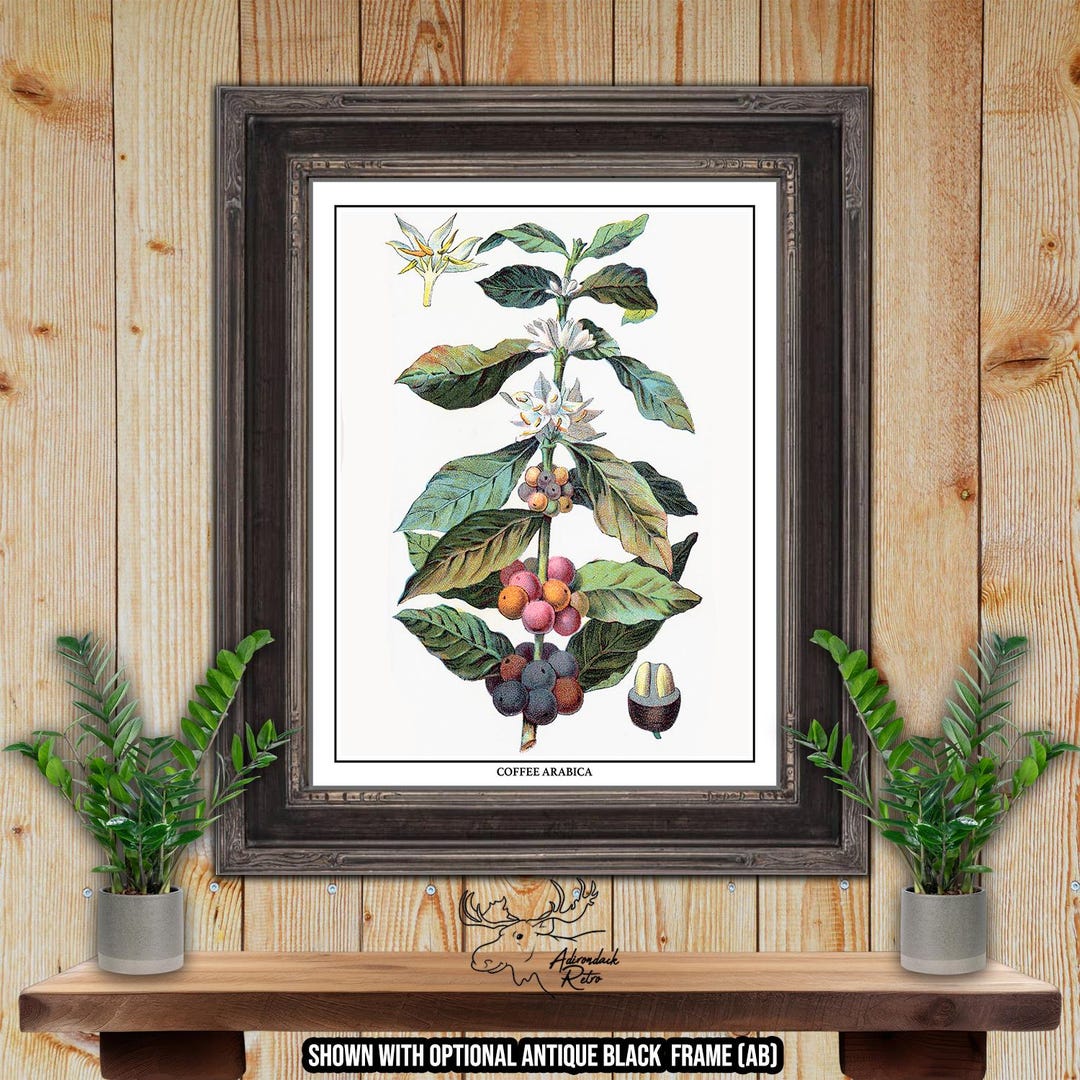 Coffee Arabica Print - Coffee Plant Poster - Kitchen Wall Art - Coffee ...