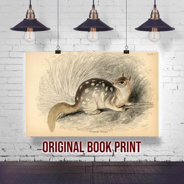 Quoll - Etsy